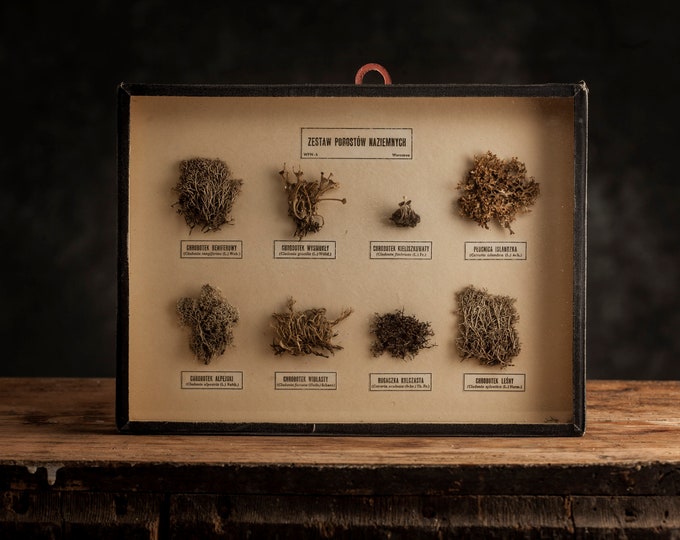 Vintage Ground Lichens Display Case, School Glass Case With Real ...