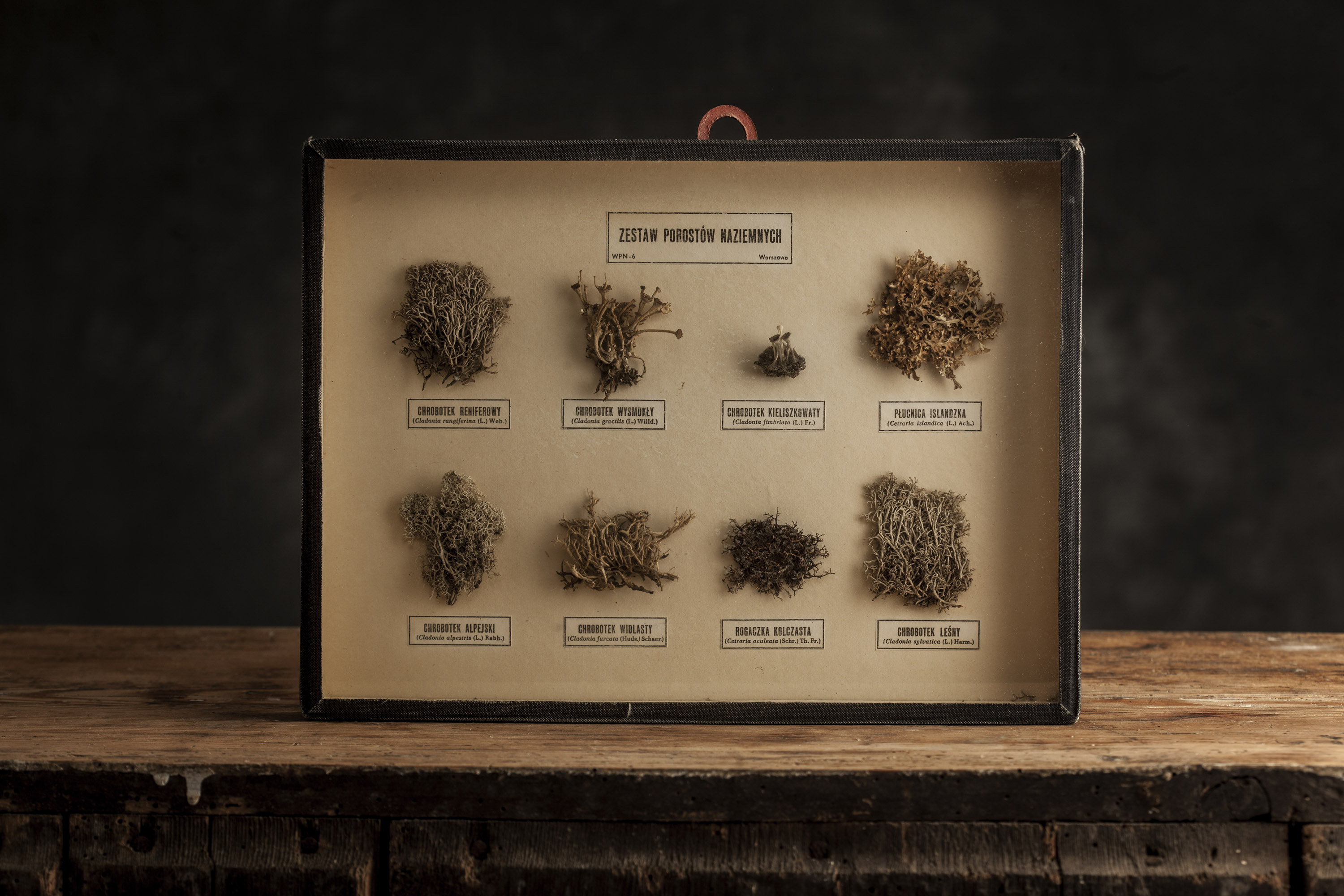 Specimen Display Case - Etsy