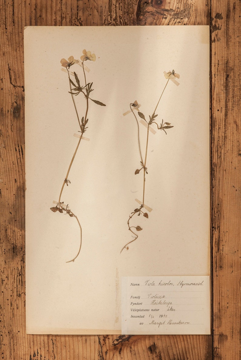 1 of 10 Antique Swedish 1940's HERBARIUM Pages, Vintage Real Pressed ...