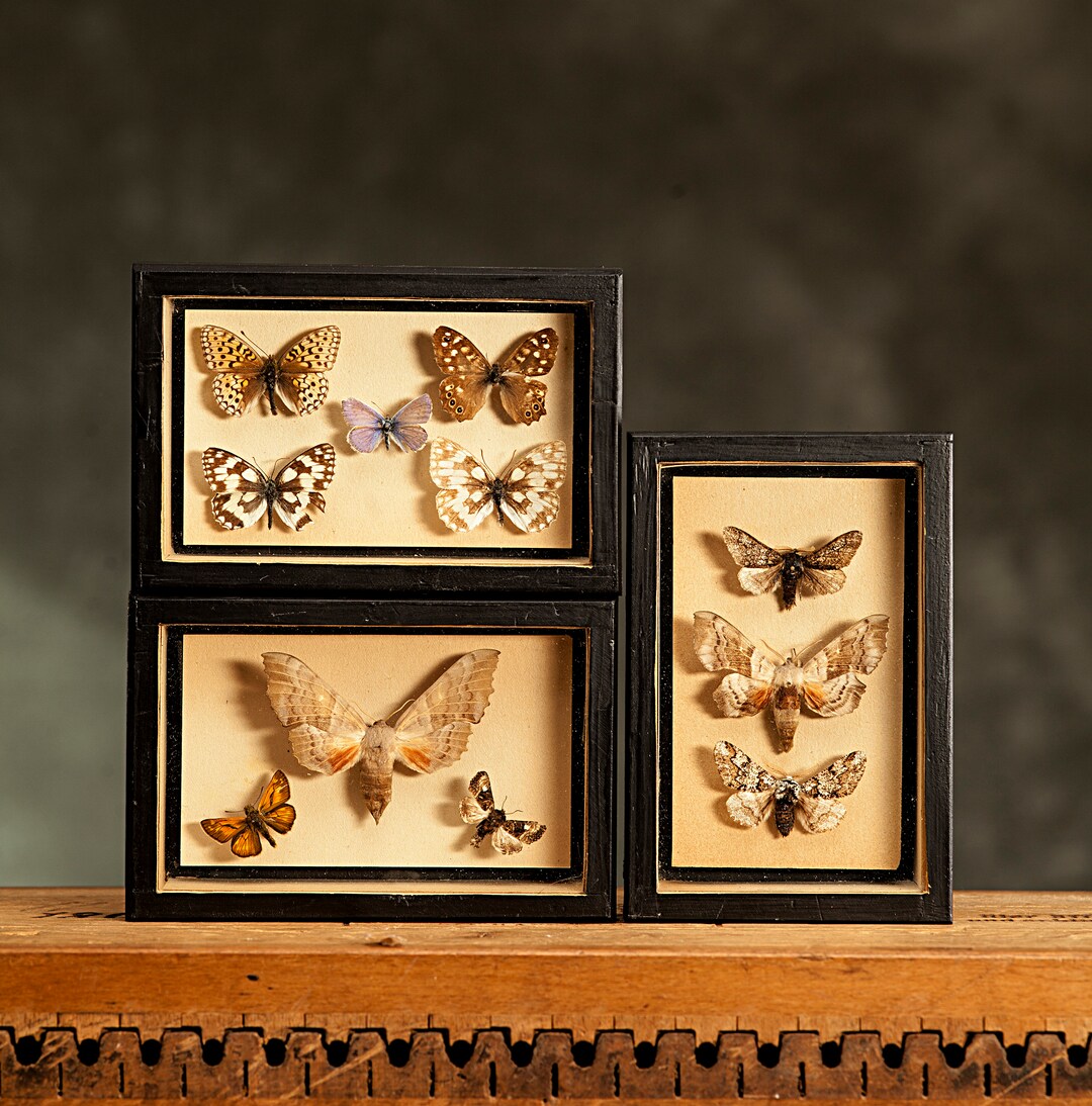 1 of 3 Vintage Entomology Display Case Insect Shadow Boxes - Etsy