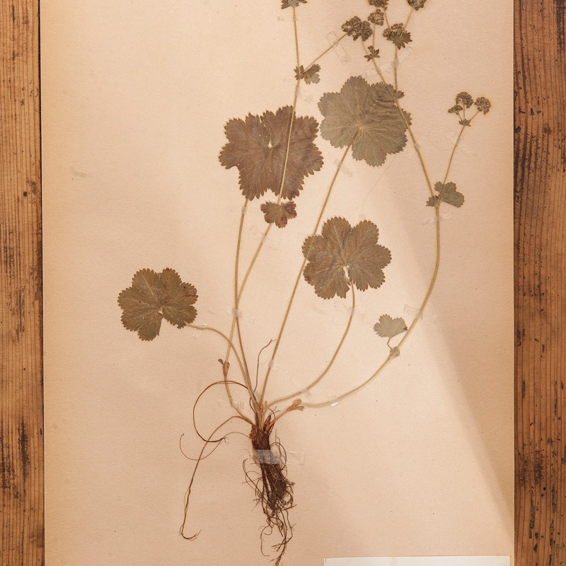 Pressed Botanicals - Etsy