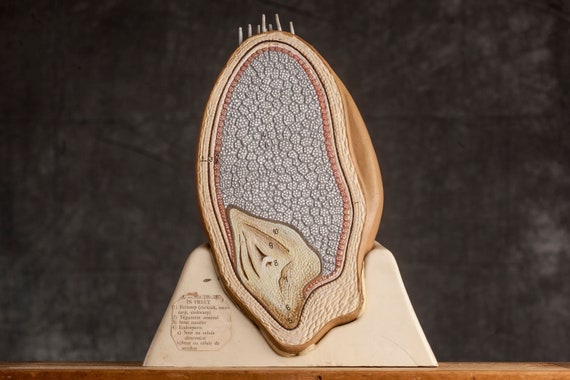 Vintage School Model of Fruit Section Handpainted Retro | Etsy