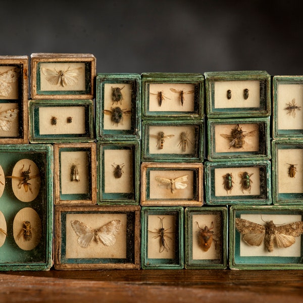 Taxidermy Display - Etsy