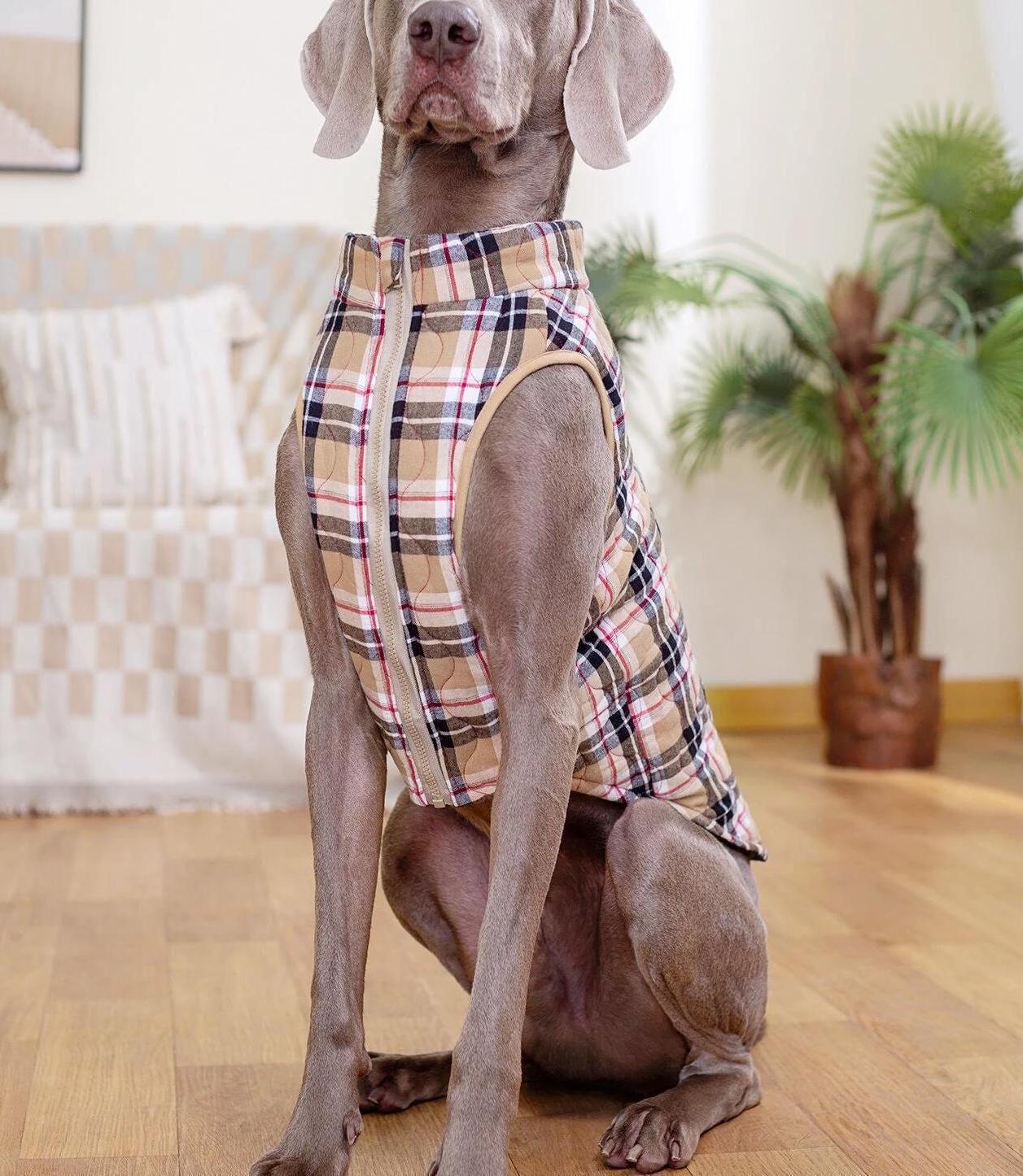 Dog Coat Pattern, Dog Vest Sewing Pattern, Sewing Pattern Pet, Pattern ...