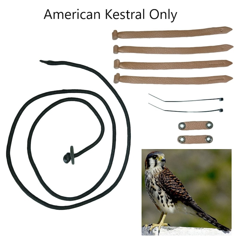 Falconry Aylmeri Anklets, Jesses & Leash Set Cow Leather - Etsy