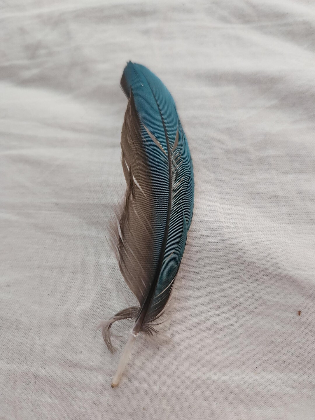 Pluma de loro azul y oliva: material artesanal de origen ético (12 cm ...