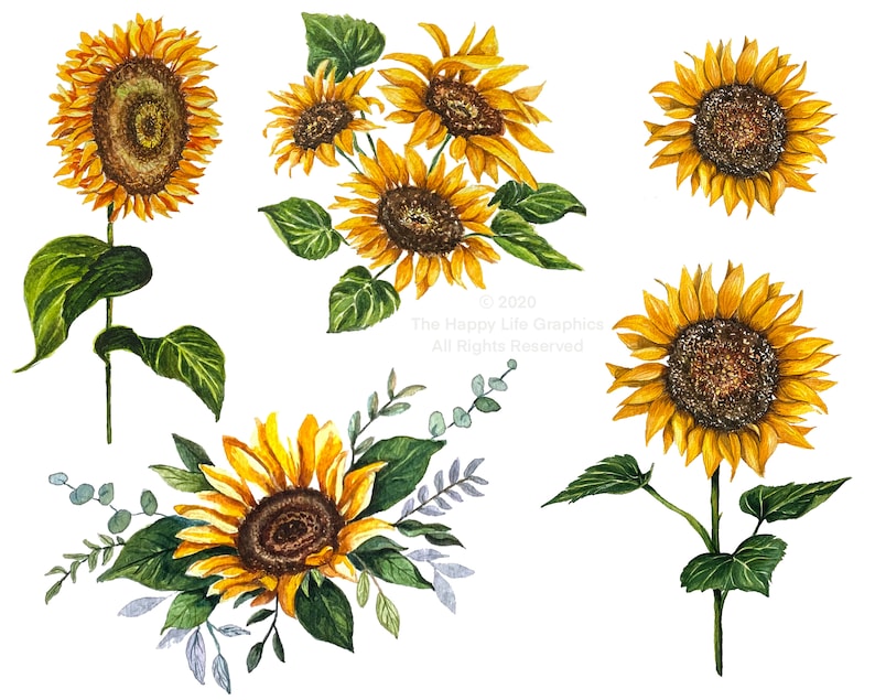Watercolor Sunflowers Clip Art, PNG, Gorgeous Yellow Flower, Printable ...