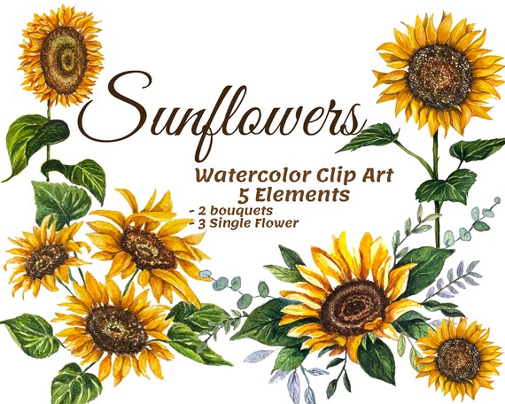 Watercolor Sunflowers Clip Art PNG Gorgeous Yellow Flower - Etsy