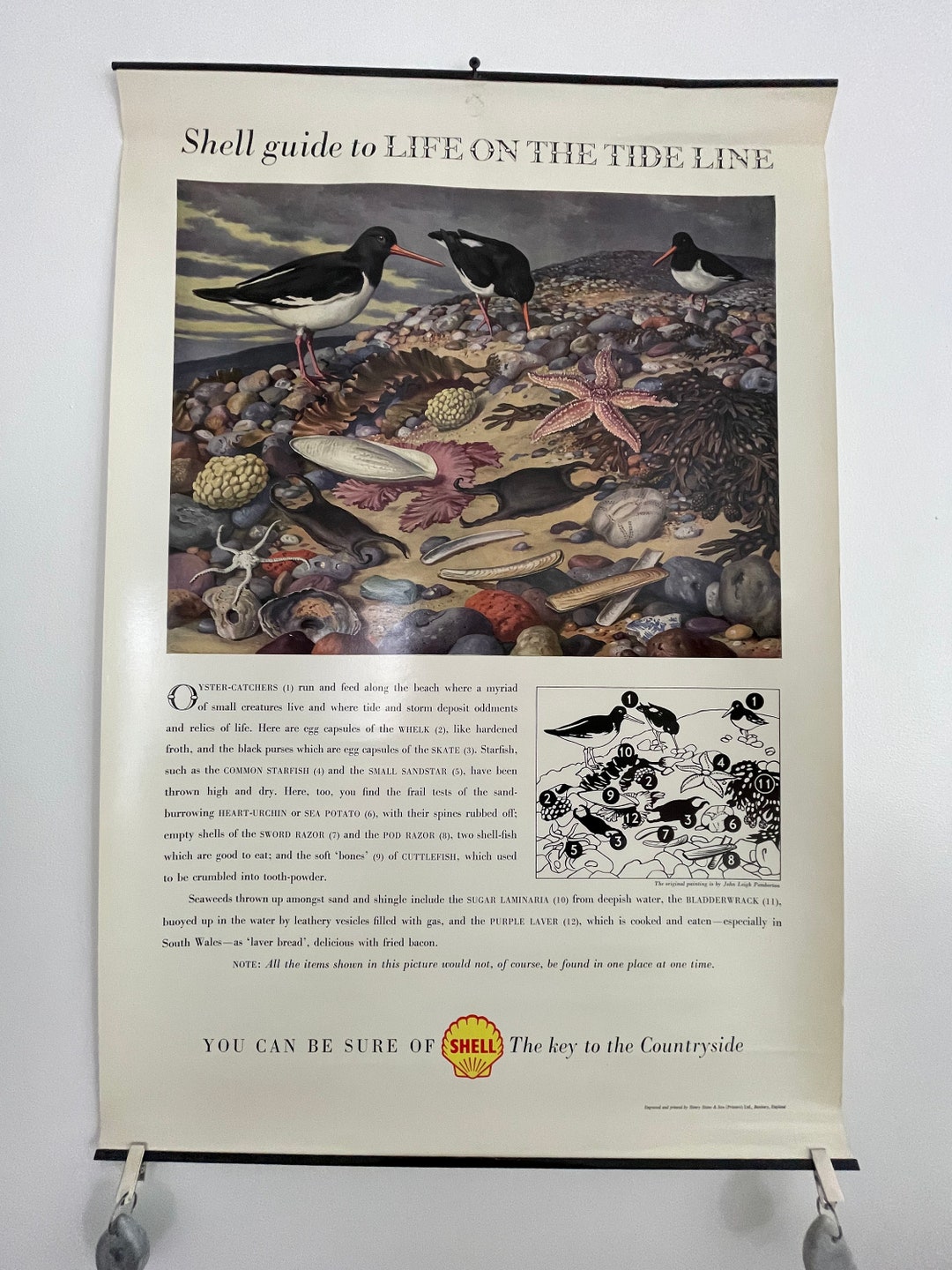 Shell Educational Poster Life on the Tide Line - Etsy UK