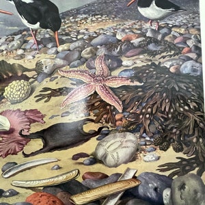 Shell Educational Poster Life on the Tide Line - Etsy