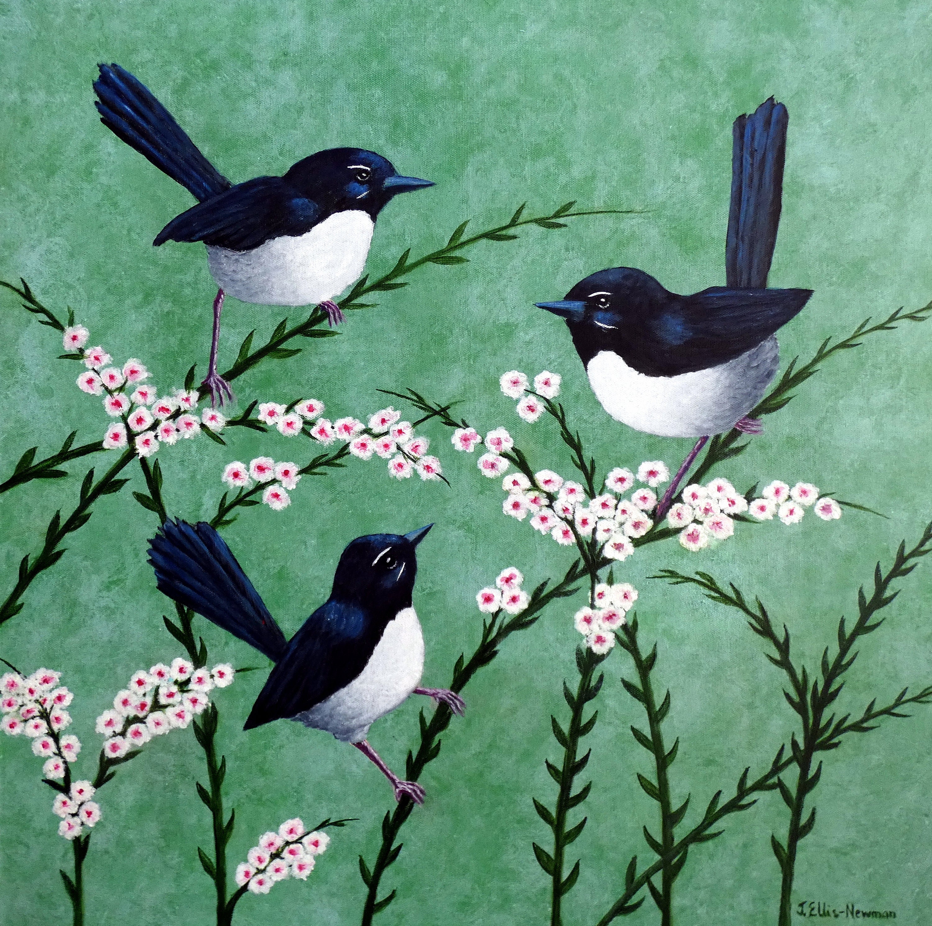 Three Willy Wagtails on Pink and White Flowers - Print on Canvas ...