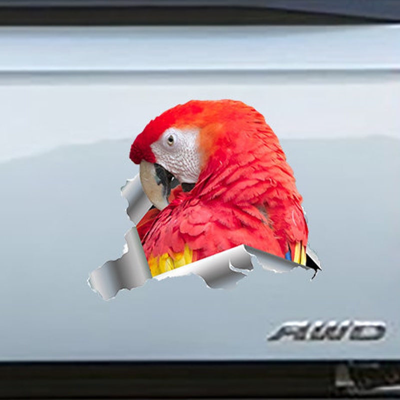 Parrot Decal - Etsy
