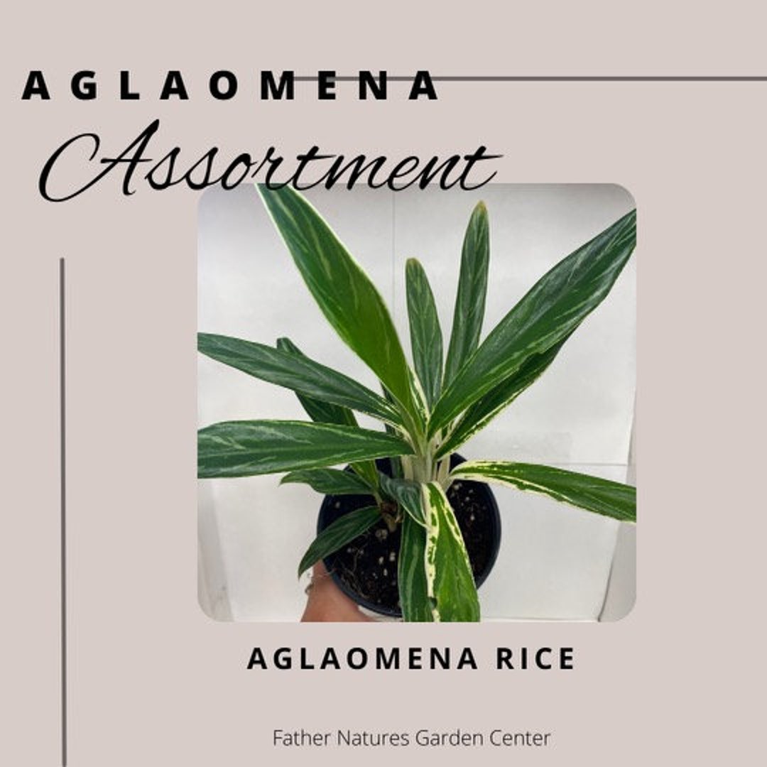 Aglaonema Rice Plant RARE HOUSEPLANT Variegated Chinese Evergreen 4 ...