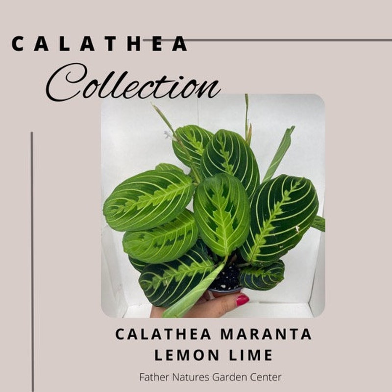 Maranta Lemon Lime - Etsy