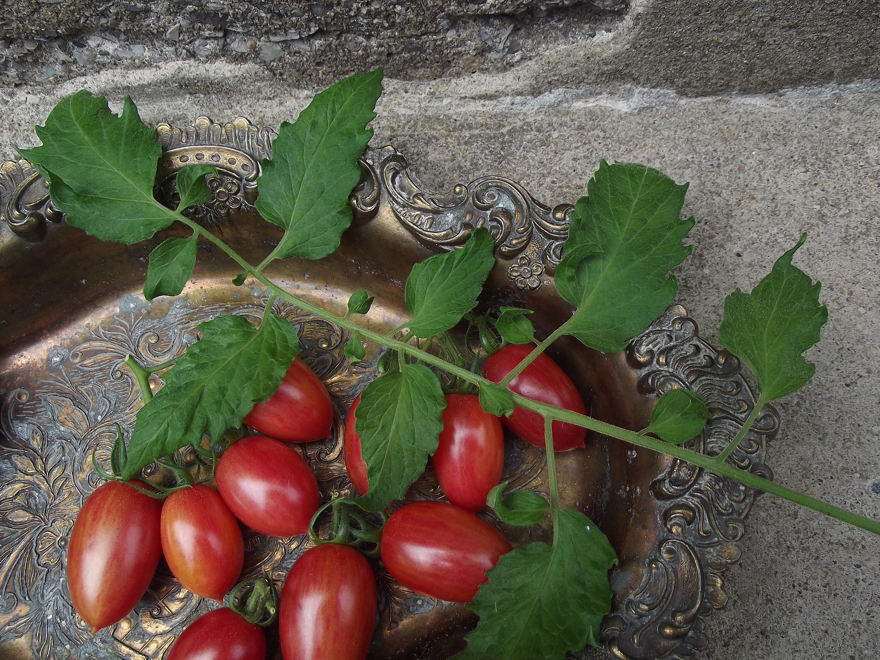 Maglia Rosa Tomatoes Seeds Naturally Grown Seeds Gmo-free - Etsy Canada
