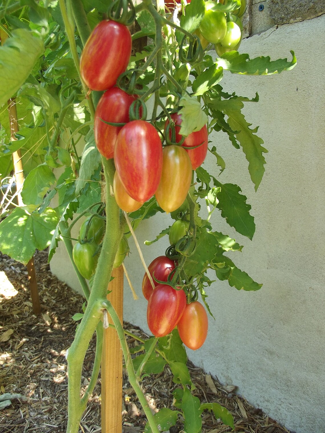 Maglia Rosa Tomatoes Seeds Naturally Grown Seeds Gmo-free - Etsy Canada
