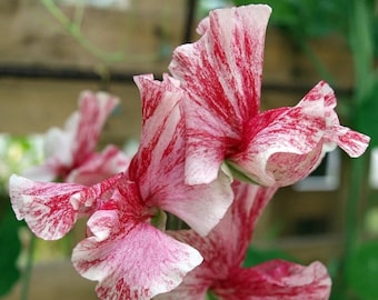 Sweet Pea Enchante - 10 Seeds Lathyrus Odoratus - Etsy UK
