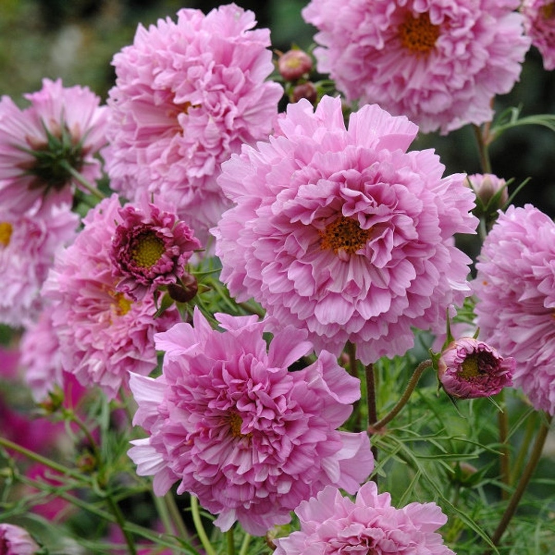 25 Fizzy Pink Cosmos Seeds - Etsy UK
