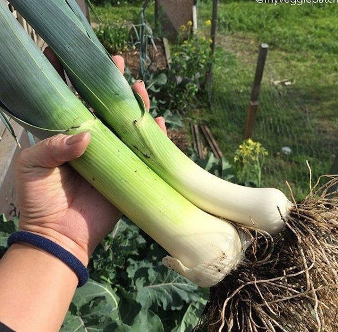50 Musselburgh Leek Seeds - Winter Hardy - Etsy UK