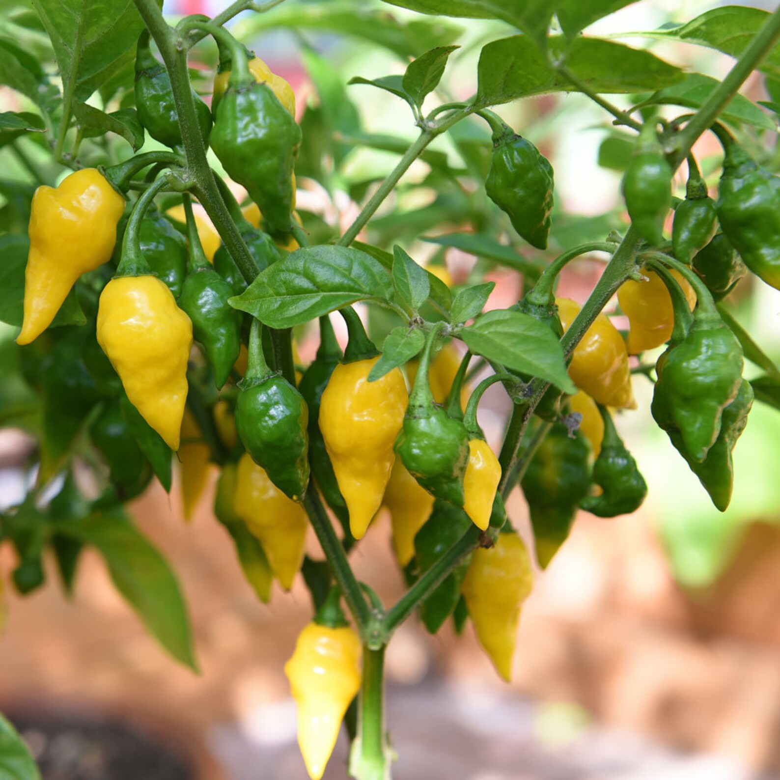 15 Habanero Lemon Hot Pepper Seeds - Citrusy Taste, Apricot Aroma - Etsy UK