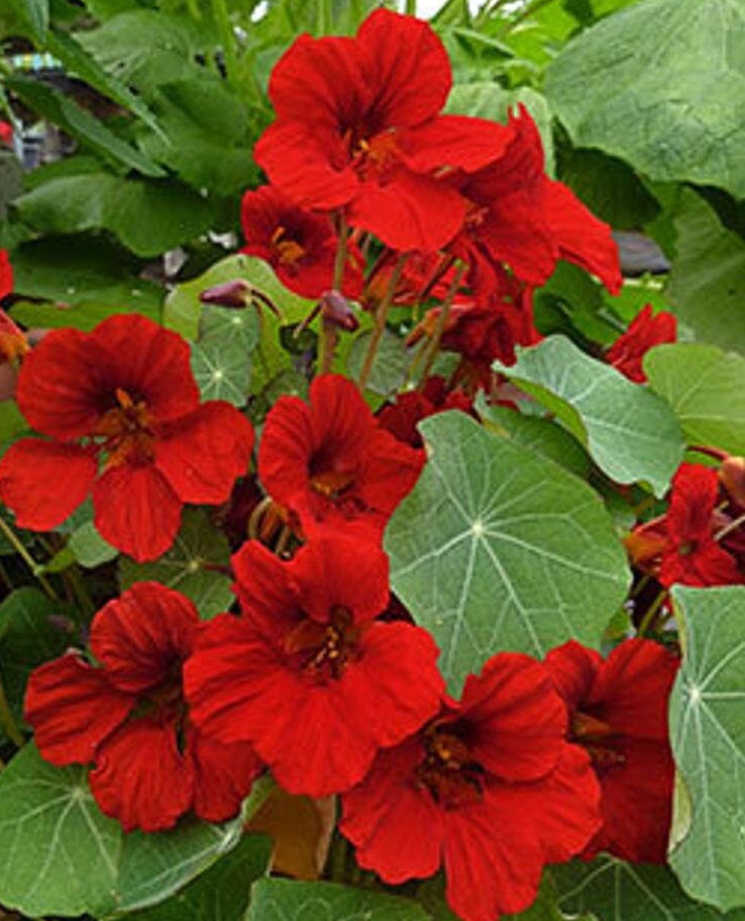 15 Red Empress of India Nasturtium Seeds - Edible - Etsy UK