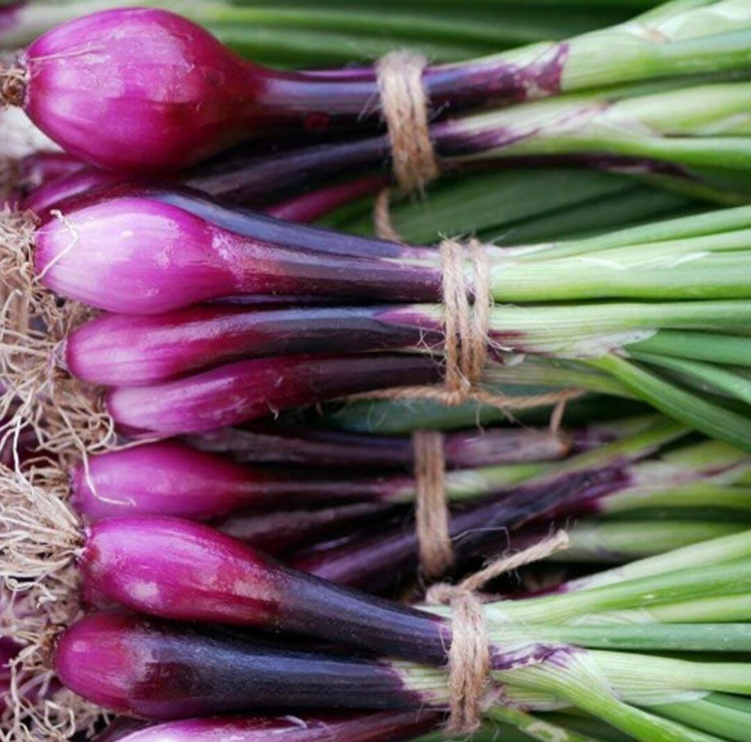 50 Lilia Purple Spring Onion Seeds - Dual Purpose Variety - Etsy UK
