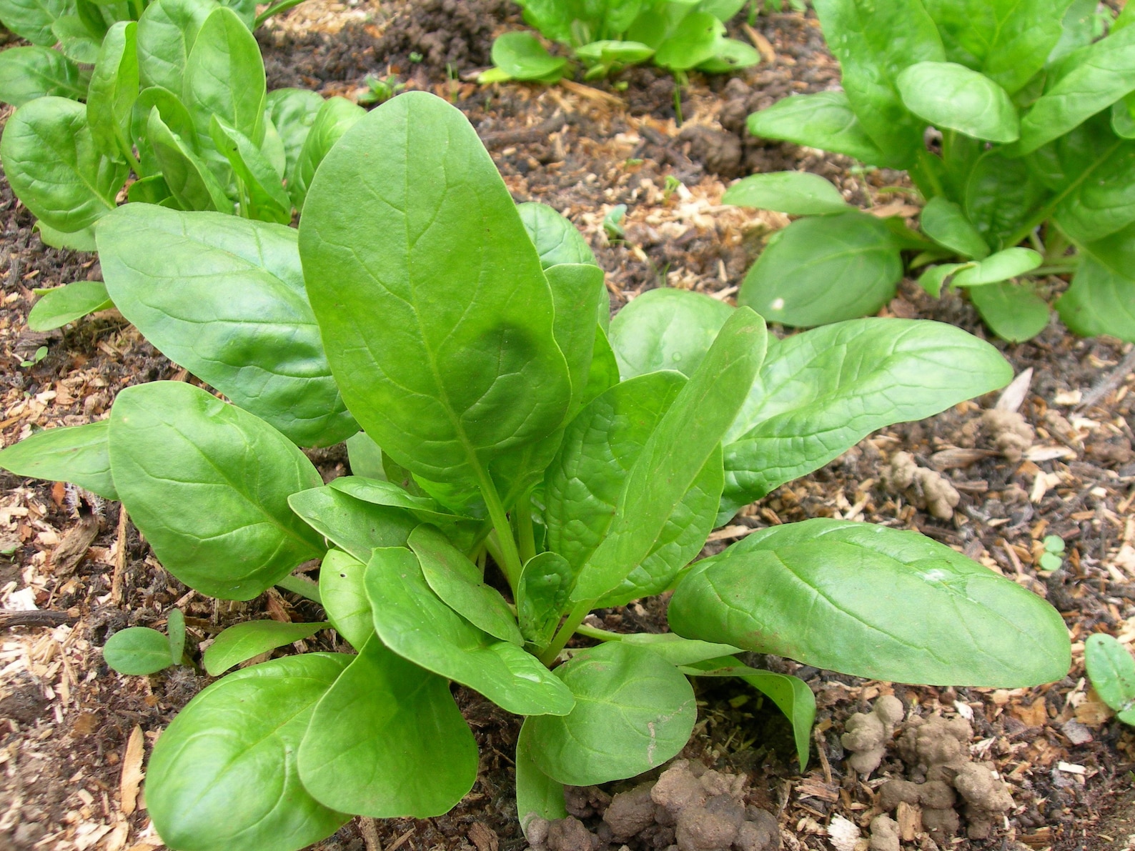 50 Matador Spinach Seeds Spring Autumn Growing - Etsy UK