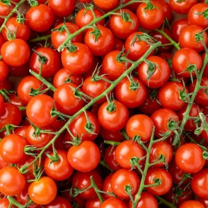 15 Cerise Cherry Tomato Seeds - Etsy UK
