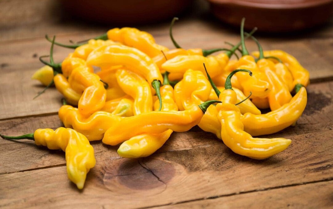 15 Habanero Lemon Hot Pepper Seeds - Citrusy Taste, Apricot Aroma - Etsy UK