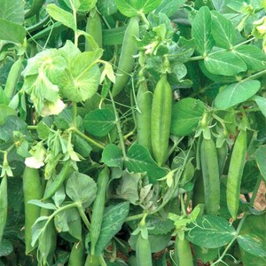 15 Maro (marrowfat) Peas - Rated the Best to Grow for Mushy Peas - Etsy UK