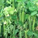 15 Maro (marrowfat) Peas - Rated the Best to Grow for Mushy Peas - Etsy UK