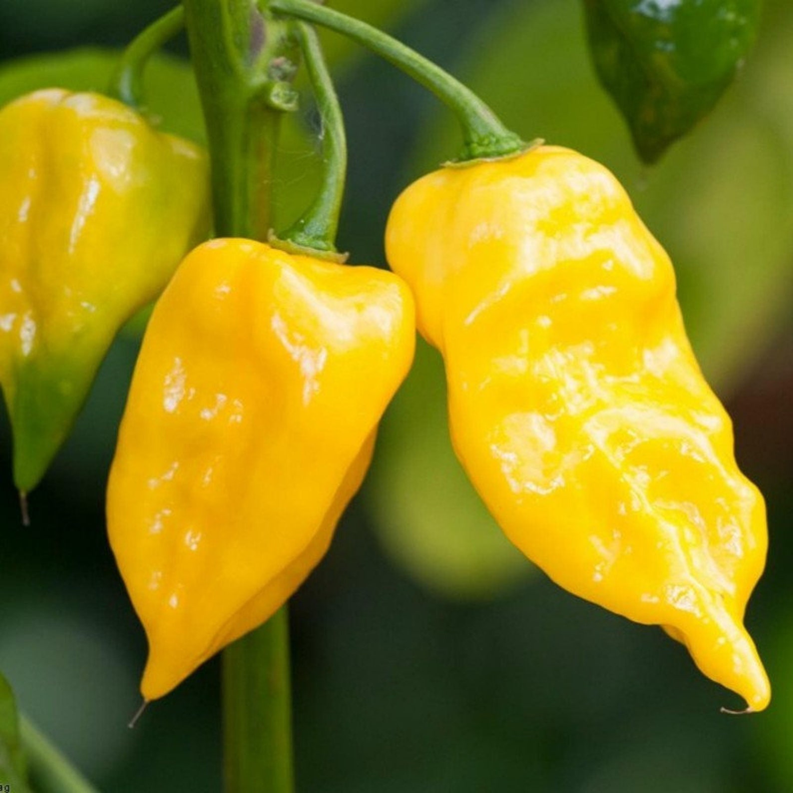15 Habanero Lemon Hot Pepper Seeds - Citrusy Taste, Apricot Aroma - Etsy UK