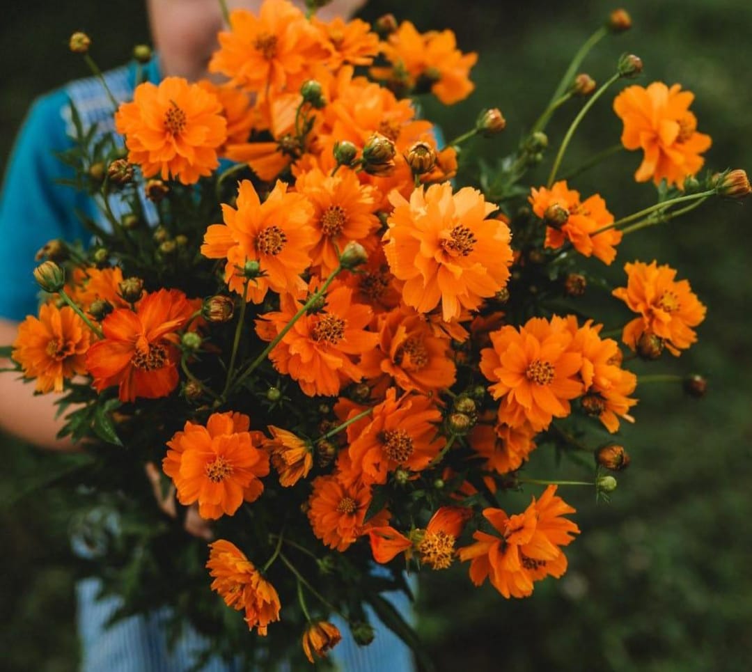 15 Mandarin Orange Cosmos Seeds - Etsy UK
