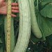 15 Armenian Yard Long Cucumber Seeds - Etsy UK