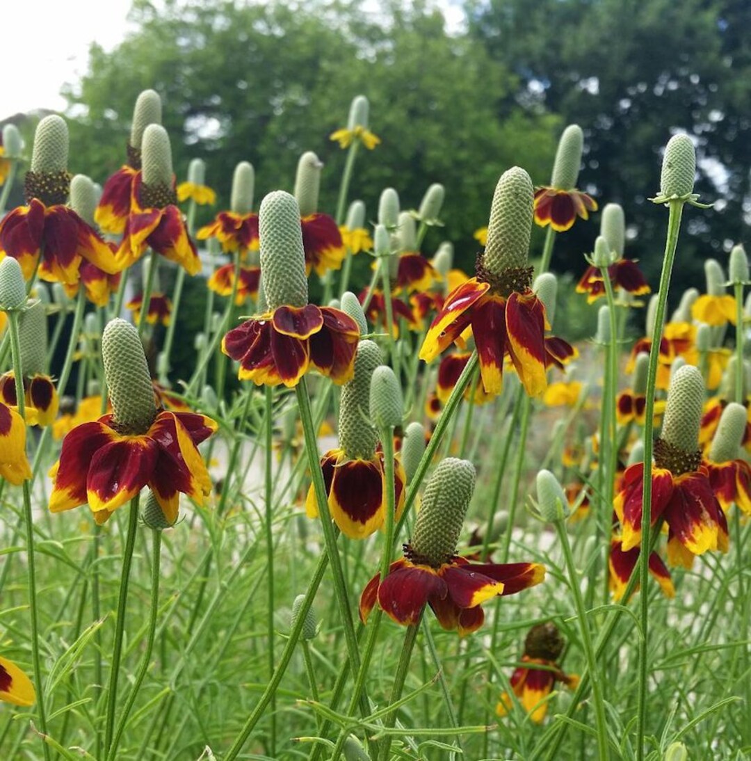 25 Mexican Hat Ratibida Seeds - Etsy UK