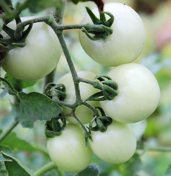 White Cherry Tomato Sweet Aperitif Tomato (80 Days) – Pinetree