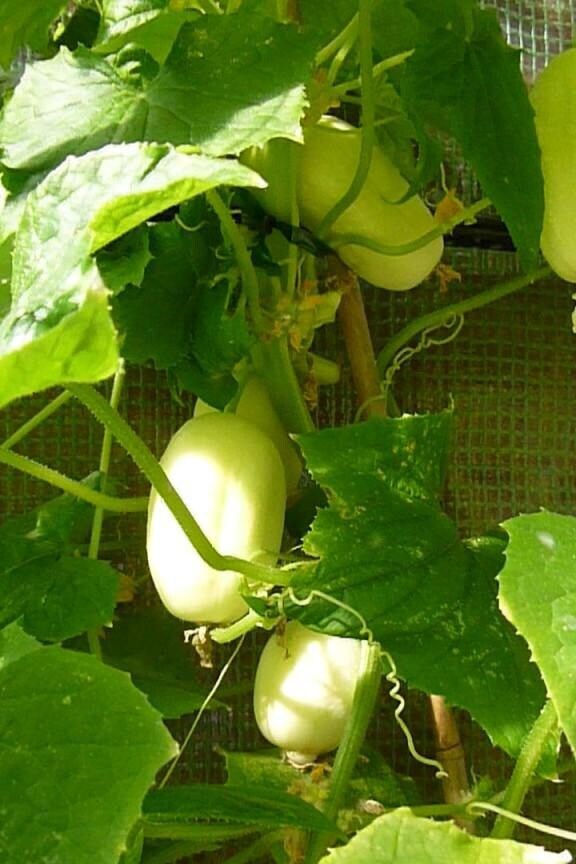 10 Dragon Egg Cucumber Seeds - Etsy UK