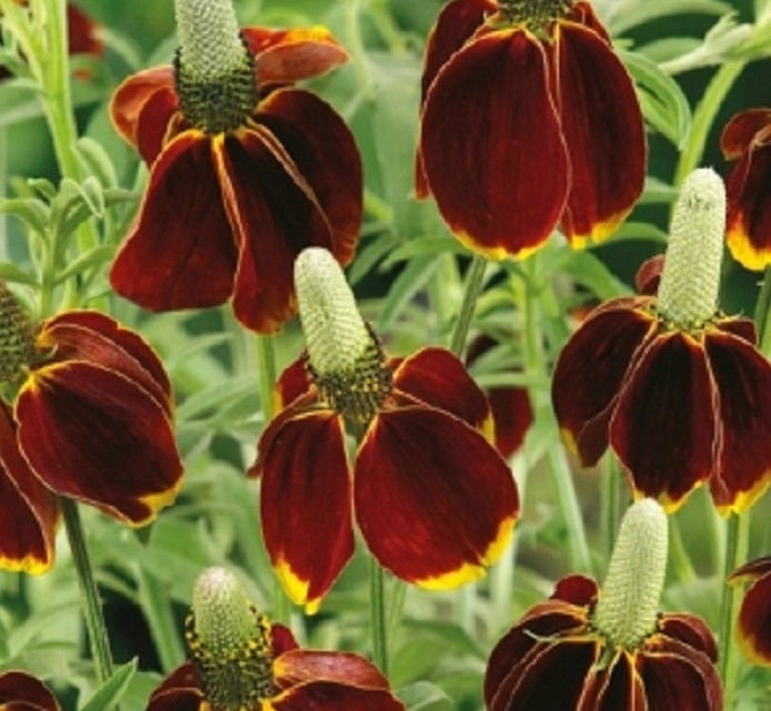 25 Mexican Hat Ratibida Seeds - Etsy UK