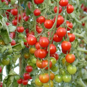 15 Cerise Cherry Tomato Seeds - Etsy UK