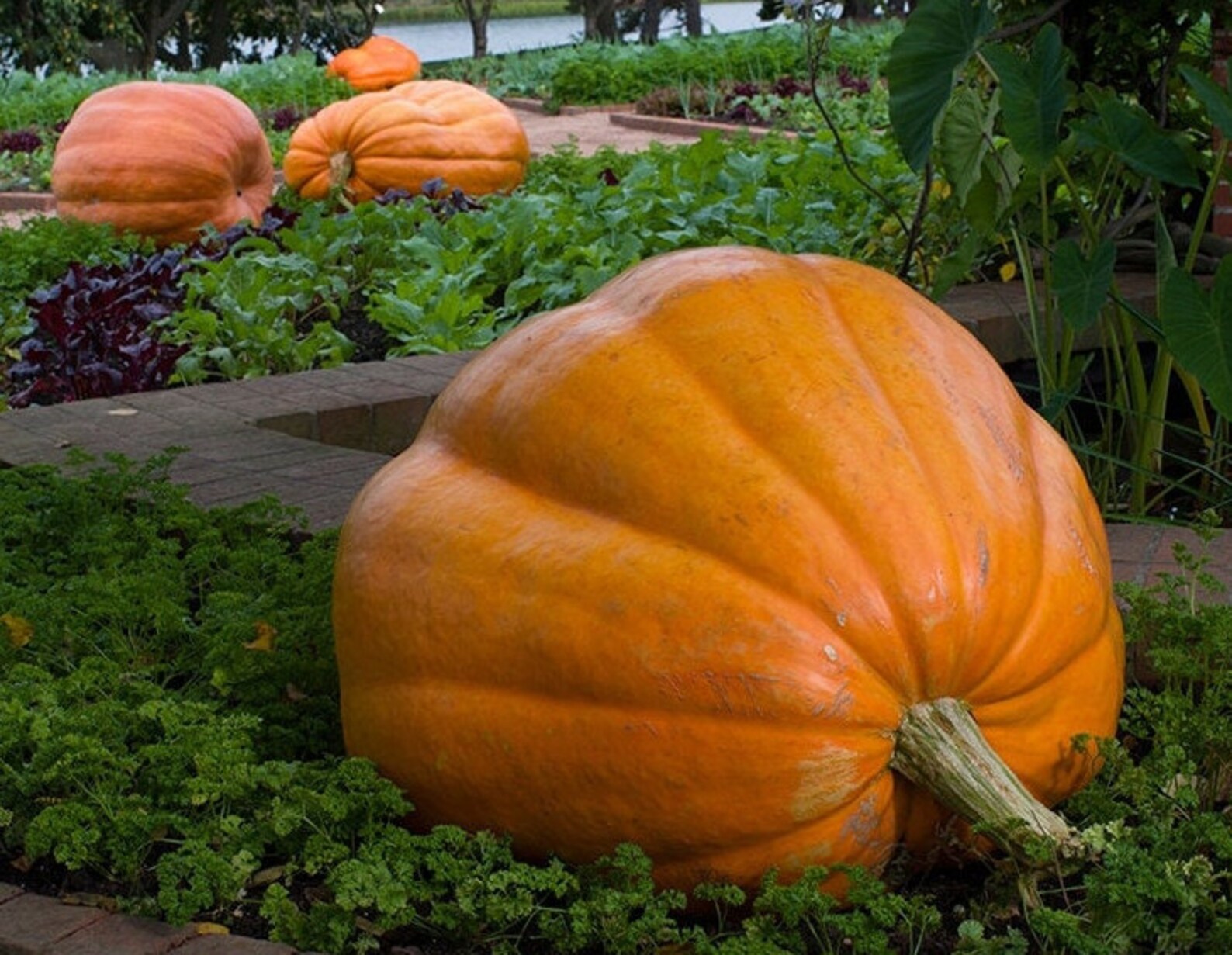 10 Super Max Pumpkin Seeds - Etsy UK