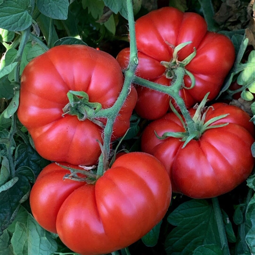 15 Super Marmande Precoce Italian Tomato Seeds - Heirloom - Etsy UK