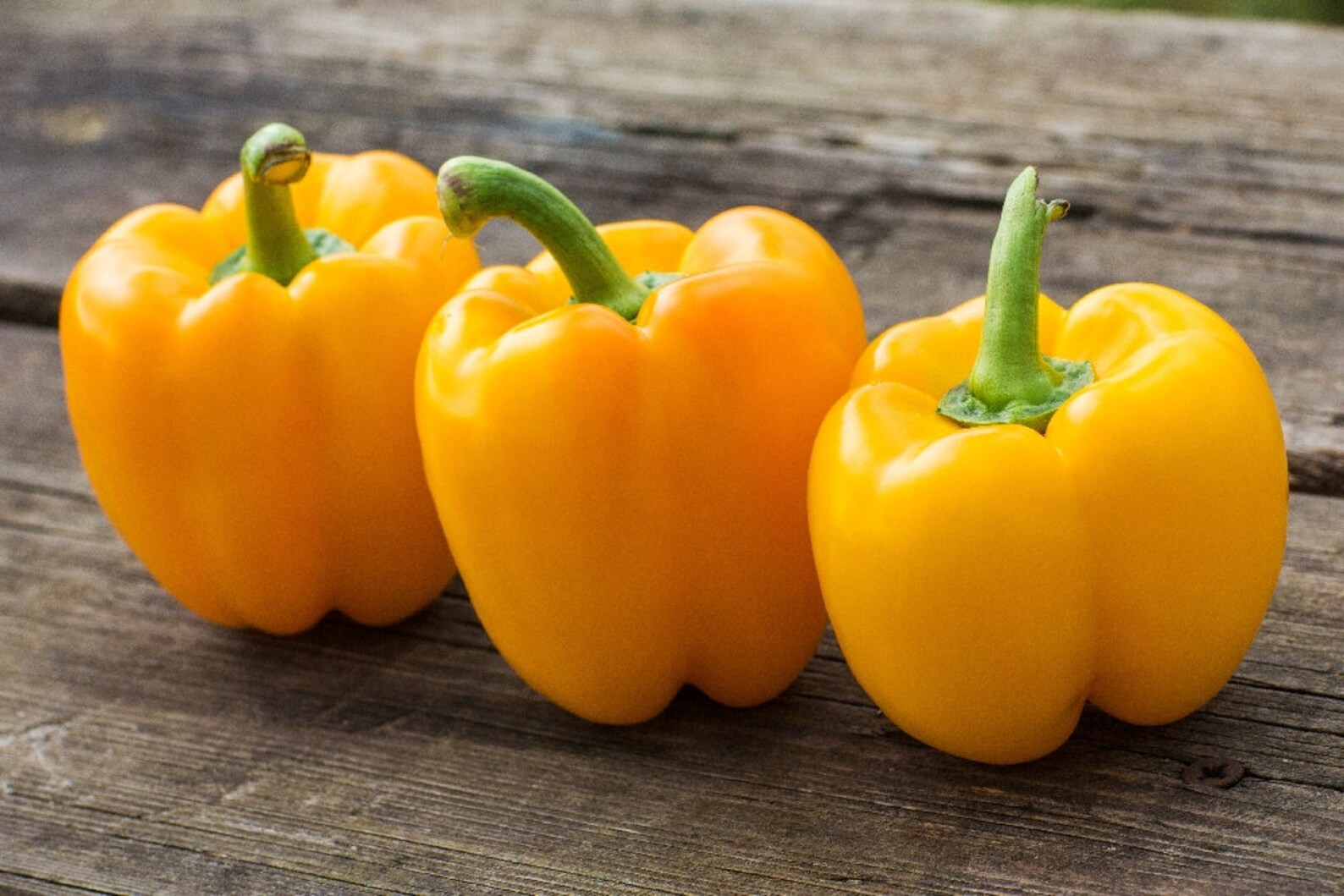 25 Golden California Wonder Bell Pepper Seeds - Etsy UK