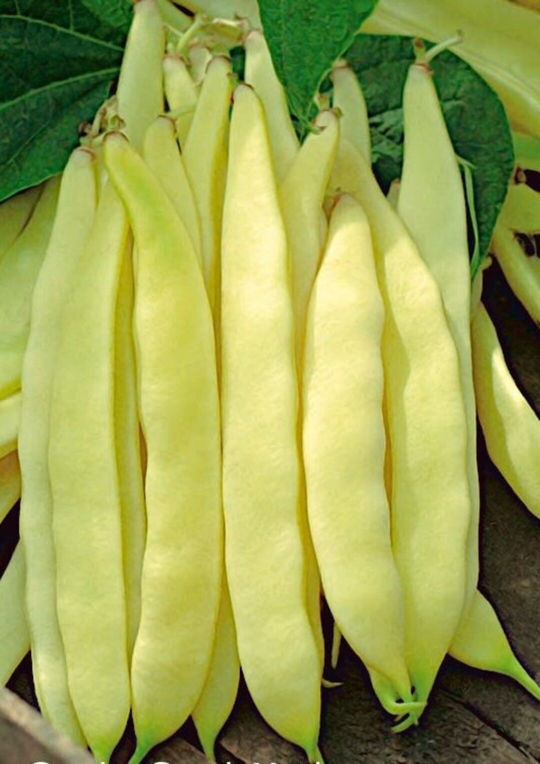 15 Marvel of Venice Beans - Seeds, String-less - Etsy UK