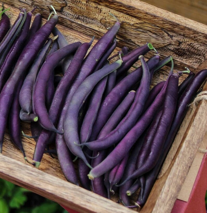 15 Purple Queen French Dwarf Bean Seeds Stringless - Etsy UK