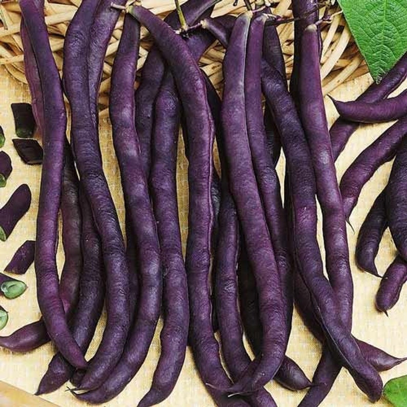 15 Purple Queen French Dwarf Bean Seeds Stringless - Etsy UK