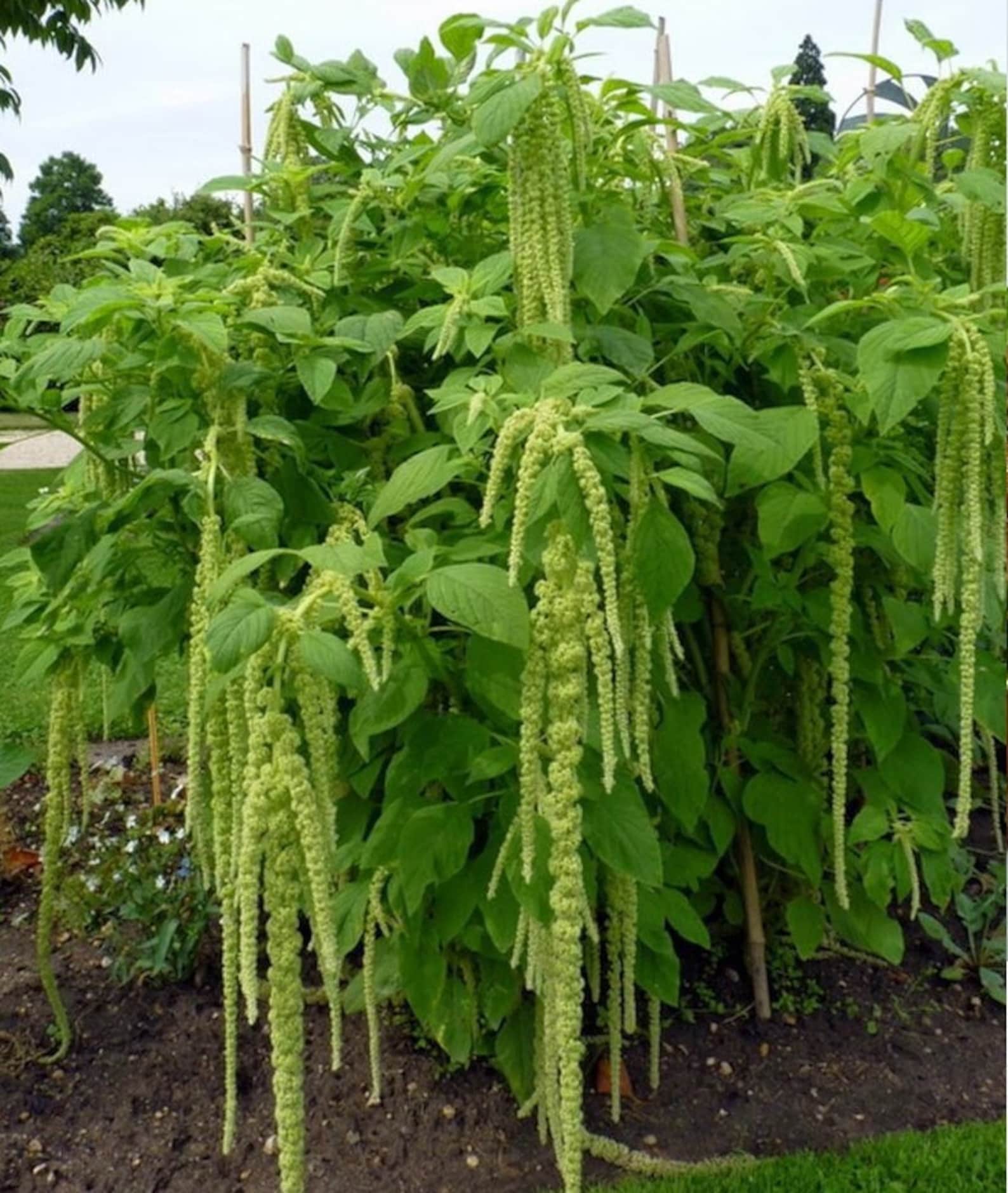 50 Amaranthus Caudatus Green Foxtail Love Lies Bleeding | Etsy