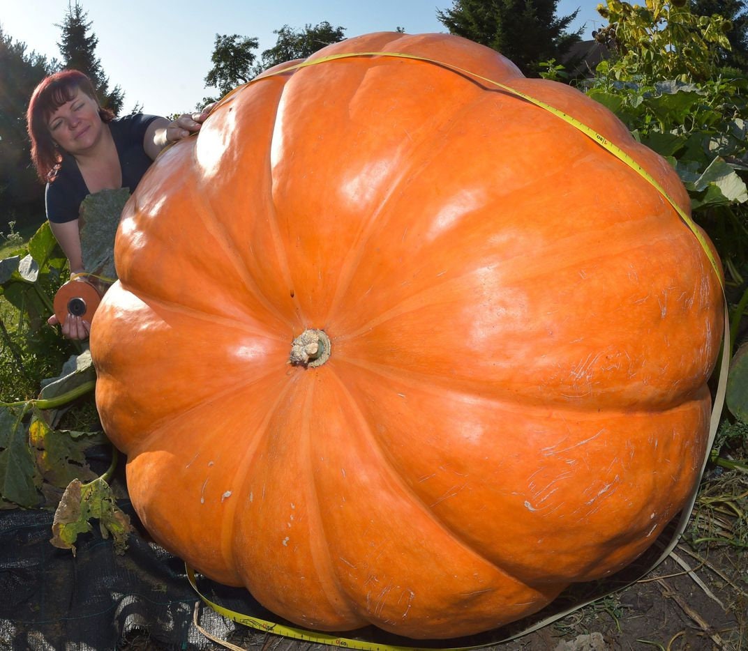 10 Super Max Pumpkin Seeds - Etsy UK