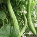 15 Armenian Yard Long Cucumber Seeds - Etsy UK