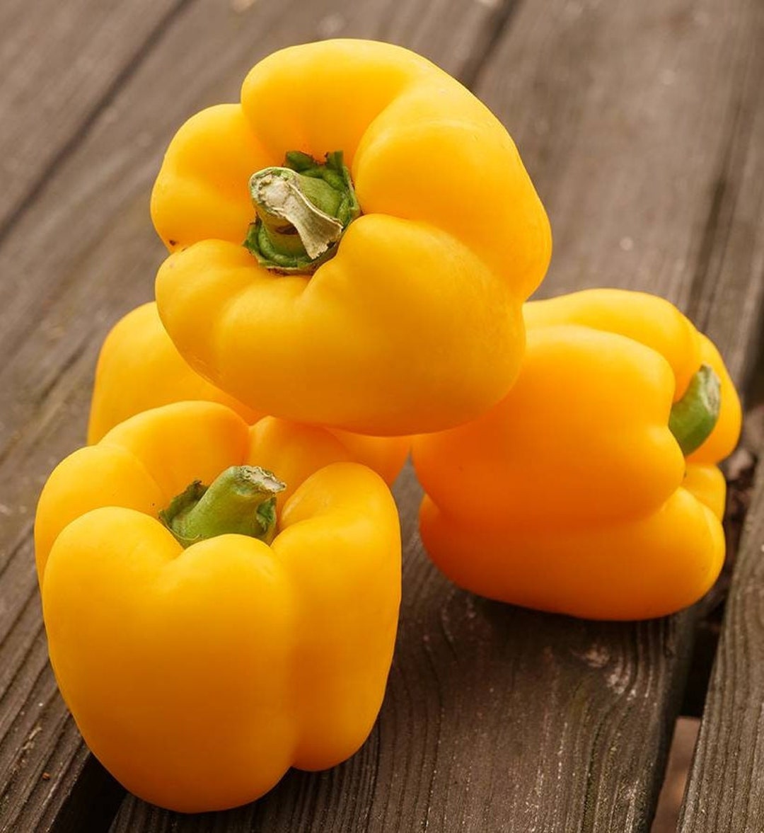 15 Mini Yellow Sweet Bell Pepper Seeds - 1 - 1.5 Inches Tall - Etsy UK