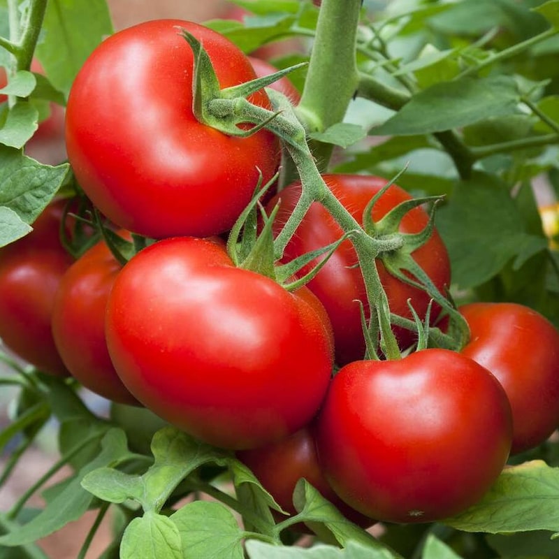 Canada Tomato - Etsy UK